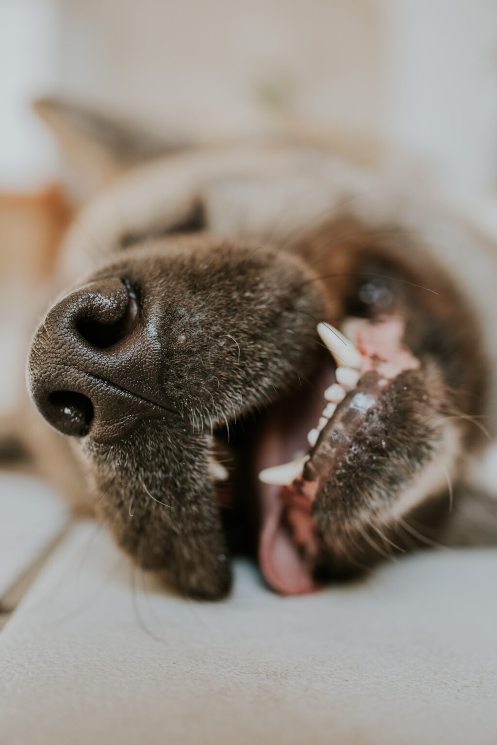 The Science of Canine Sleep: Understanding Your Dog's Sleep Patterns ...