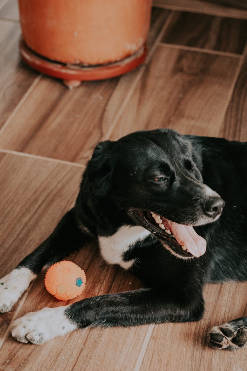 The Ultimate Guide to Managing Dog Allergies | K9 Sprinter