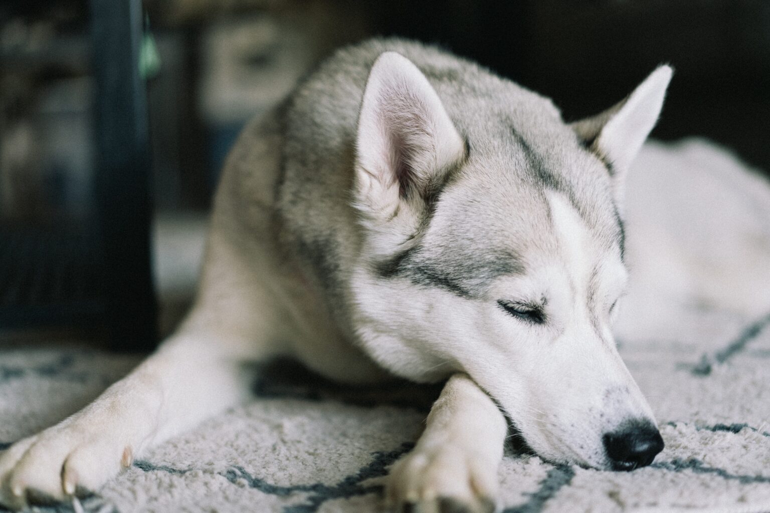 The Science of Canine Sleep: Understanding Your Dog's Sleep Patterns ...