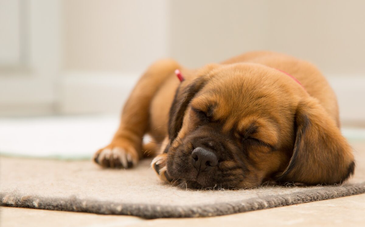 The Science of Canine Sleep: Understanding Your Dog's Sleep Patterns ...