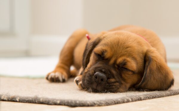 The Science of Canine Sleep: Understanding Your Dog's Sleep Patterns ...