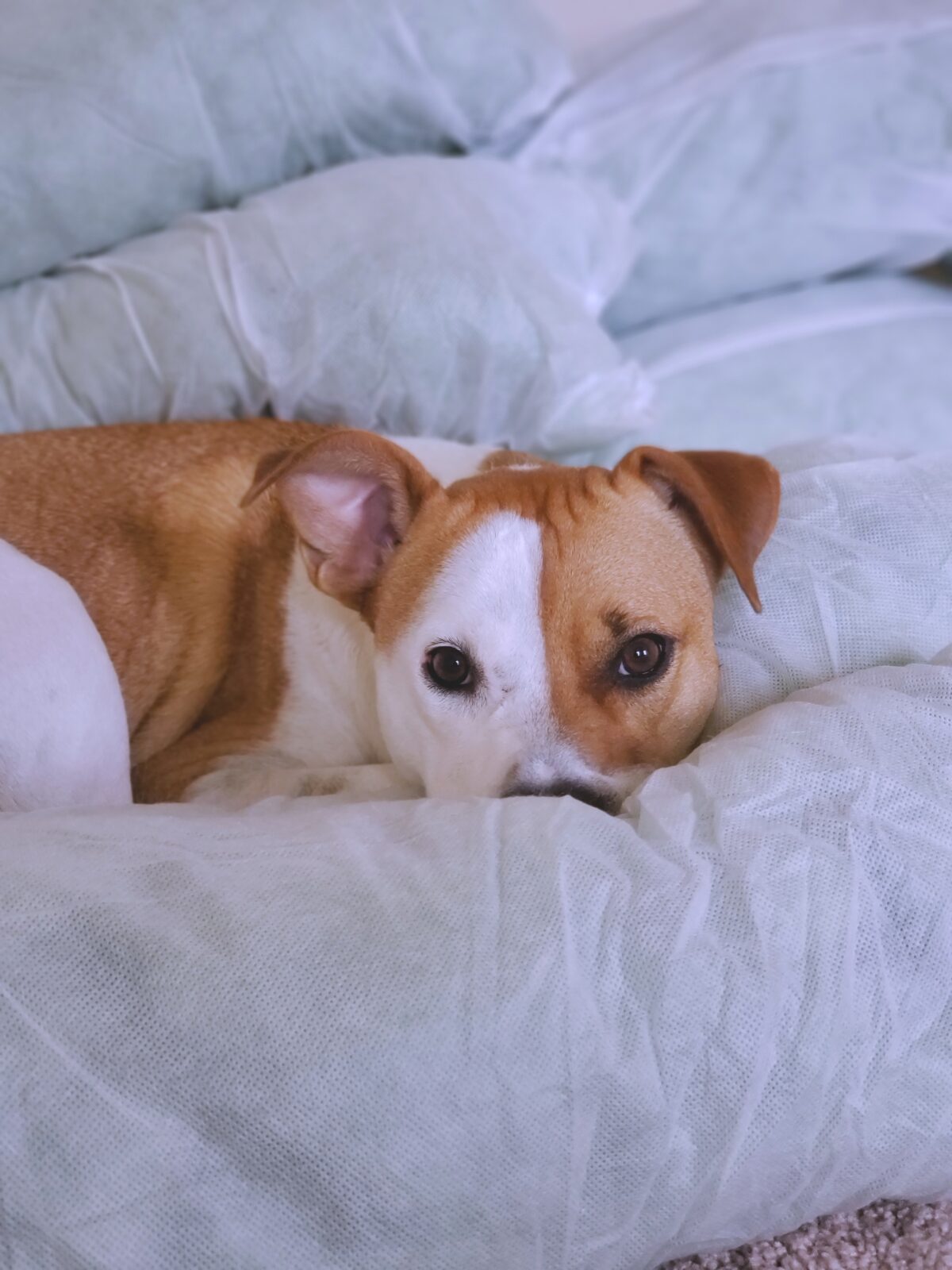 The Science of Canine Sleep: Understanding Your Dog's Sleep Patterns ...