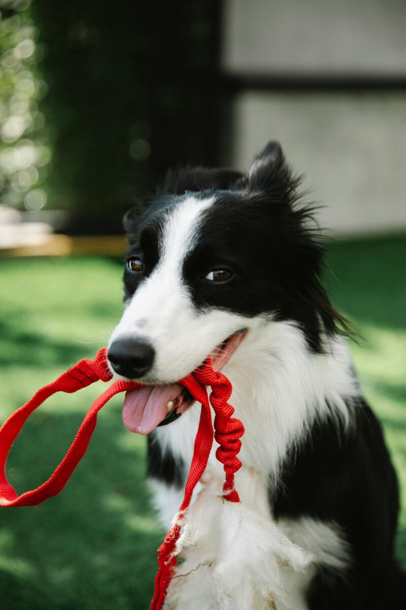 Dog Discipline for Happiness: Is It the Key? | K9 Sprinter